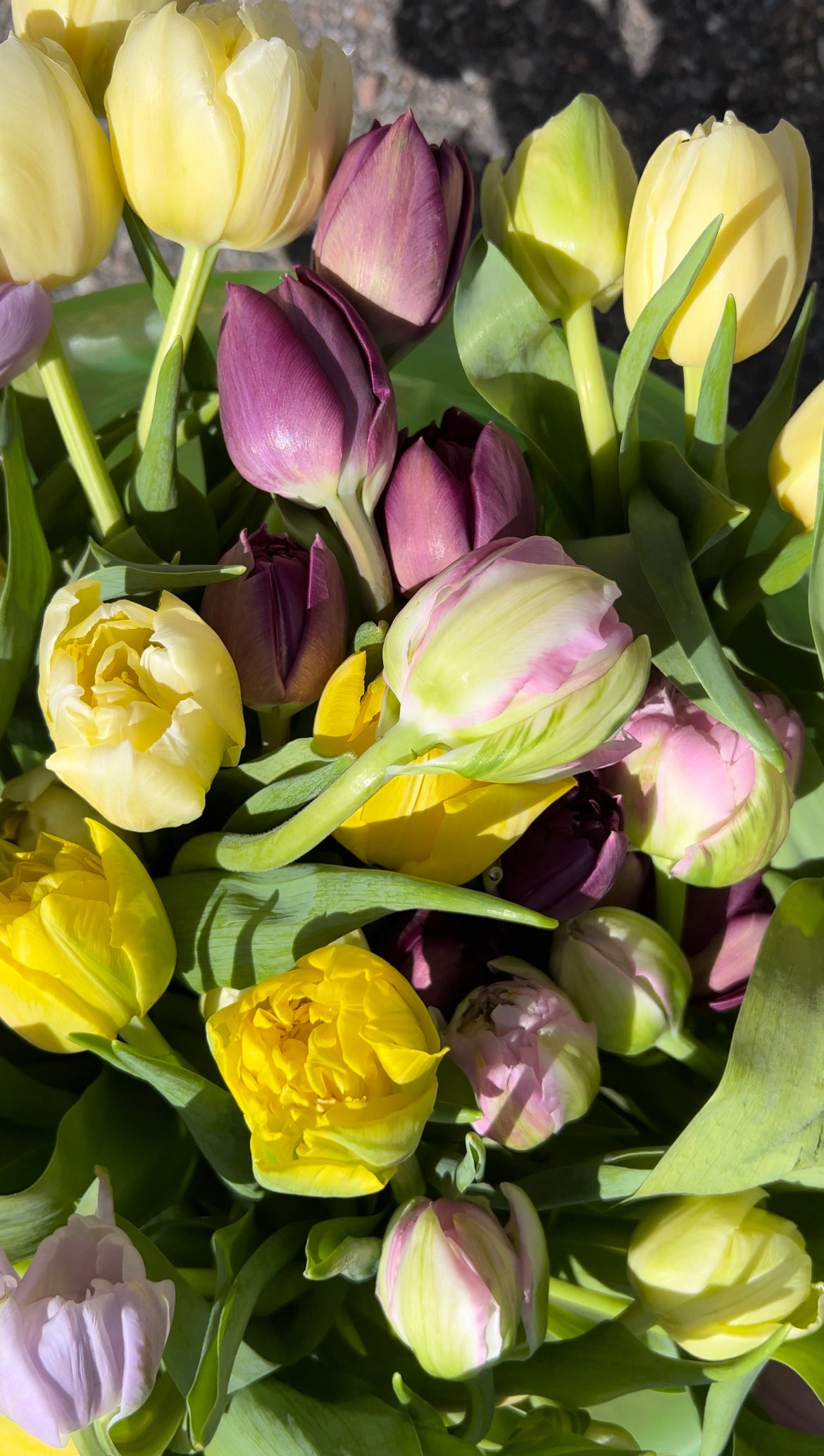 Vert Tige - Fleuriste Chicoutimi